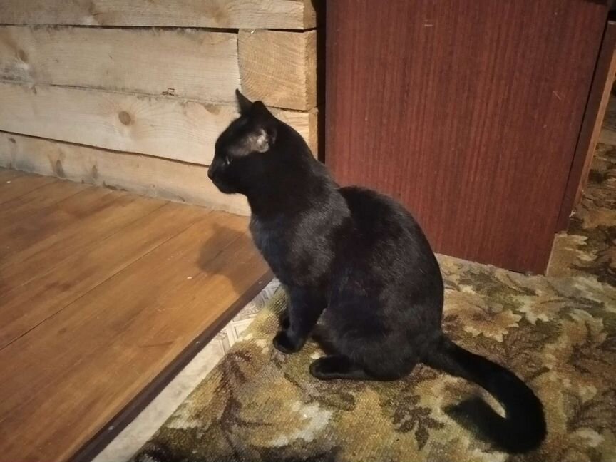 Шикарный чёрный кот-мышелов в добрые руки