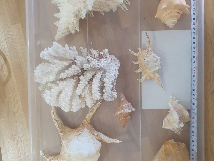 Кораллы, раковины морских моллюсков