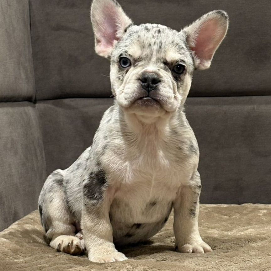 Французский бульдог, щенок