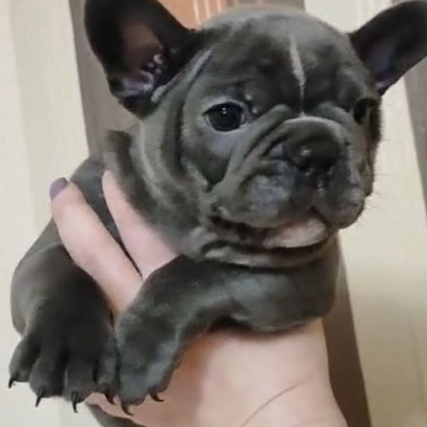 Французский бульдог, щенок