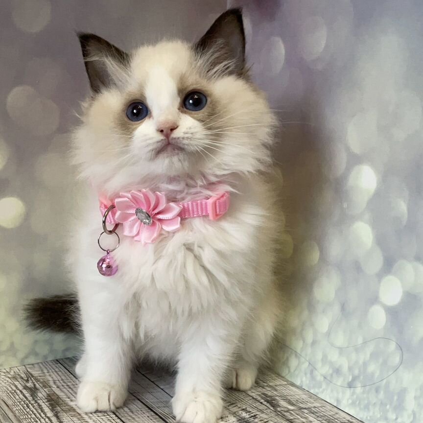 Девочка Рэгдолл