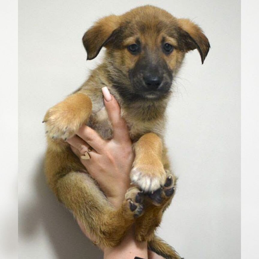 Щенок в добрые руки