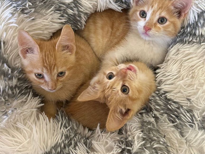 Очаровательные котята
