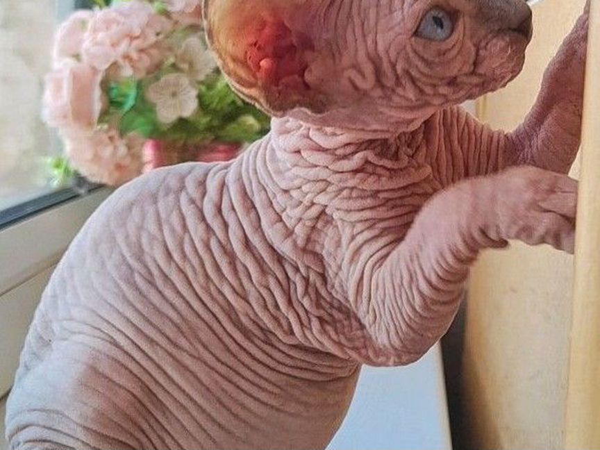 Канадский сфинкс девочка Jewellery