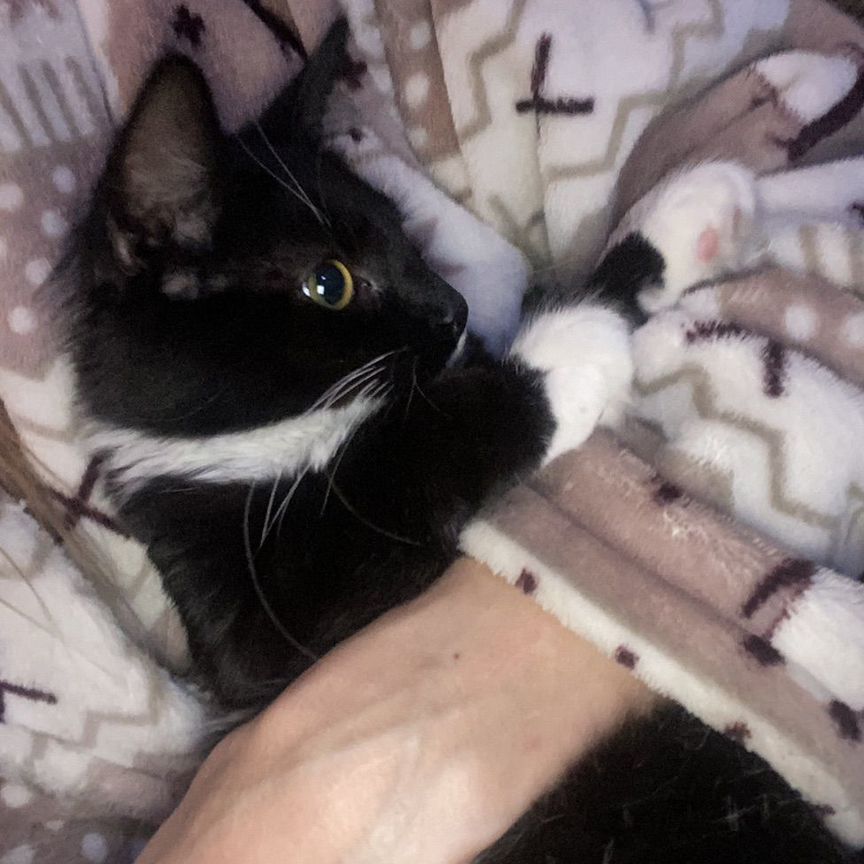 Котёнок в добрые руки