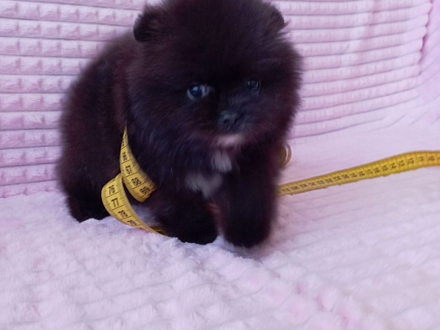 Шпицы мини черные с белым