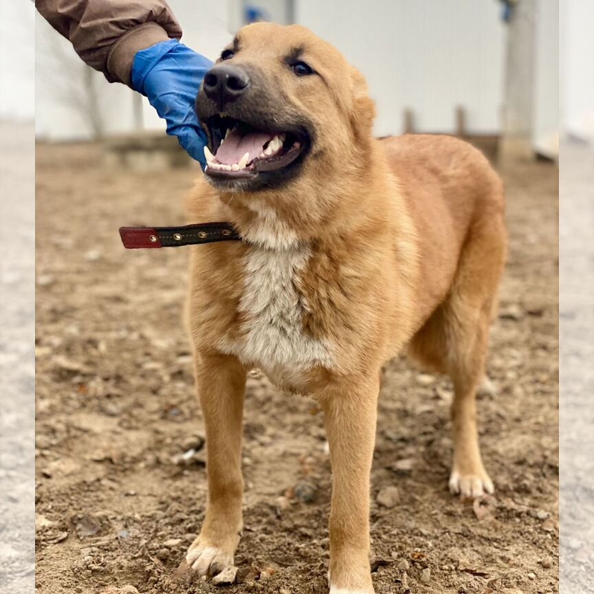 Щенок в добрые руки