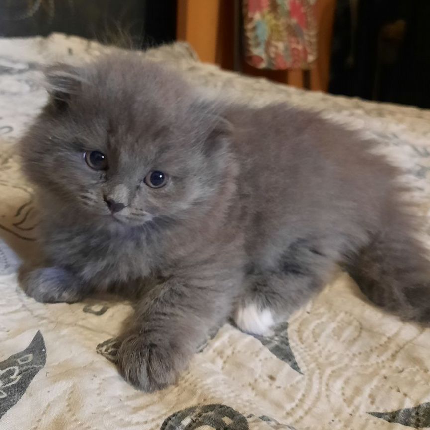 Британский длинношёрстный котёнок