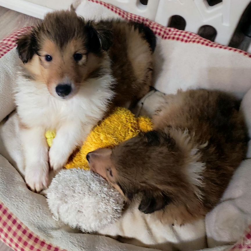 Колли, щенок