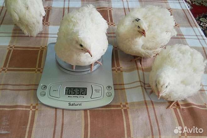 Инкубационное яйцо, перепела Теххас