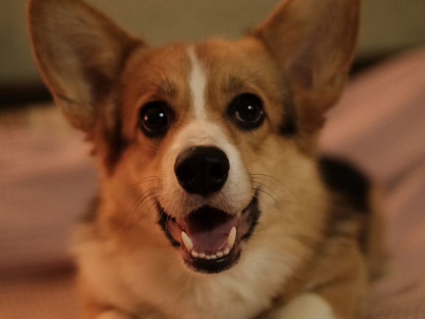 Вельш-корги пемброк 1,5 года