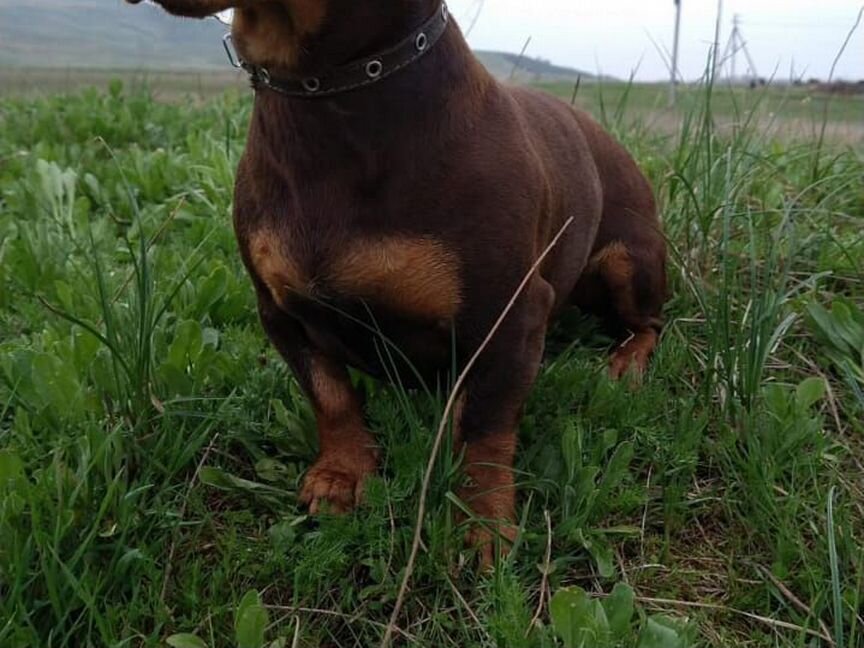 Такса ищет жениха