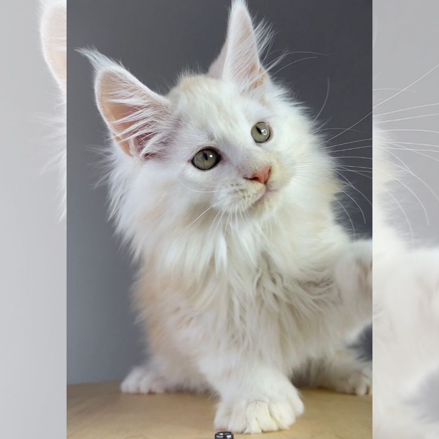 Мейн-кун котёнок