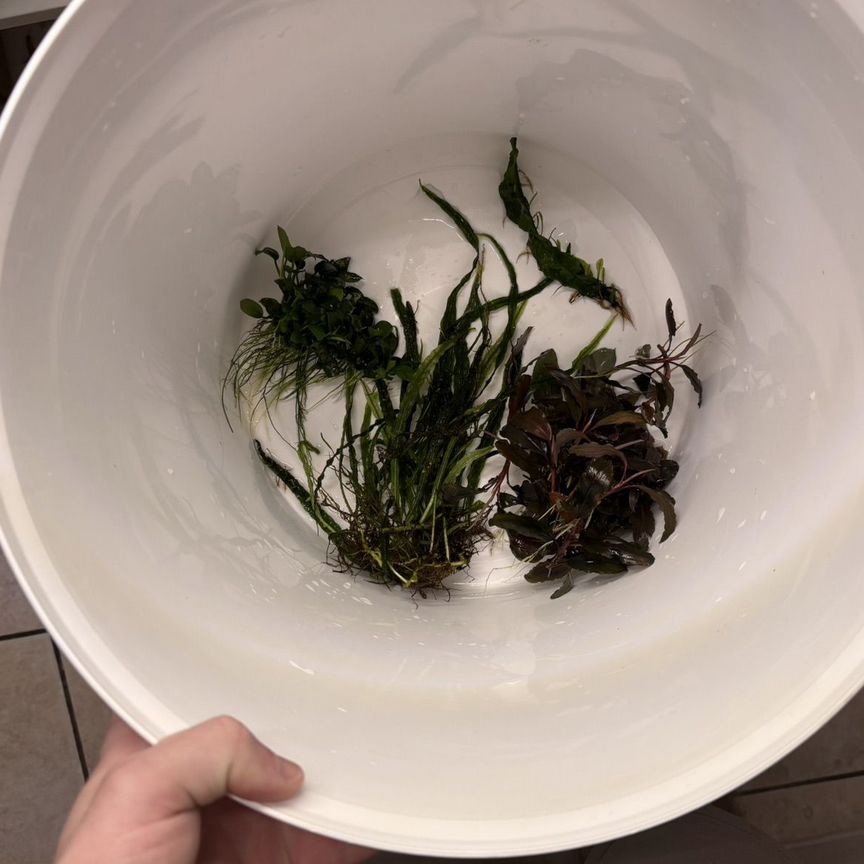 Аквариумная прополка