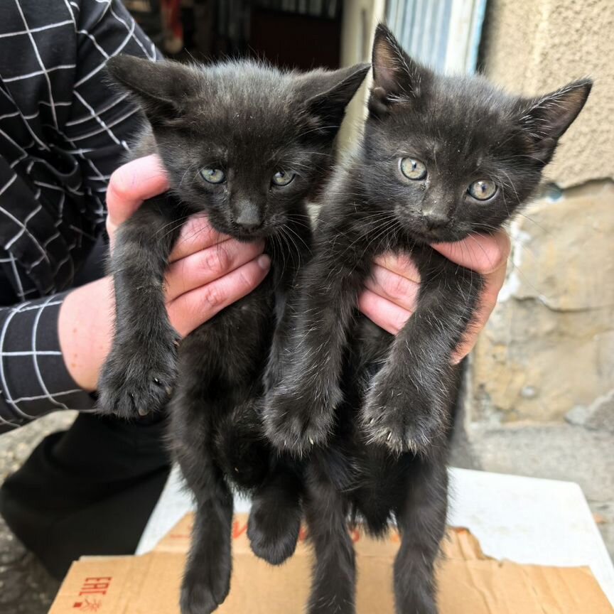 Отдают котят бесплатно