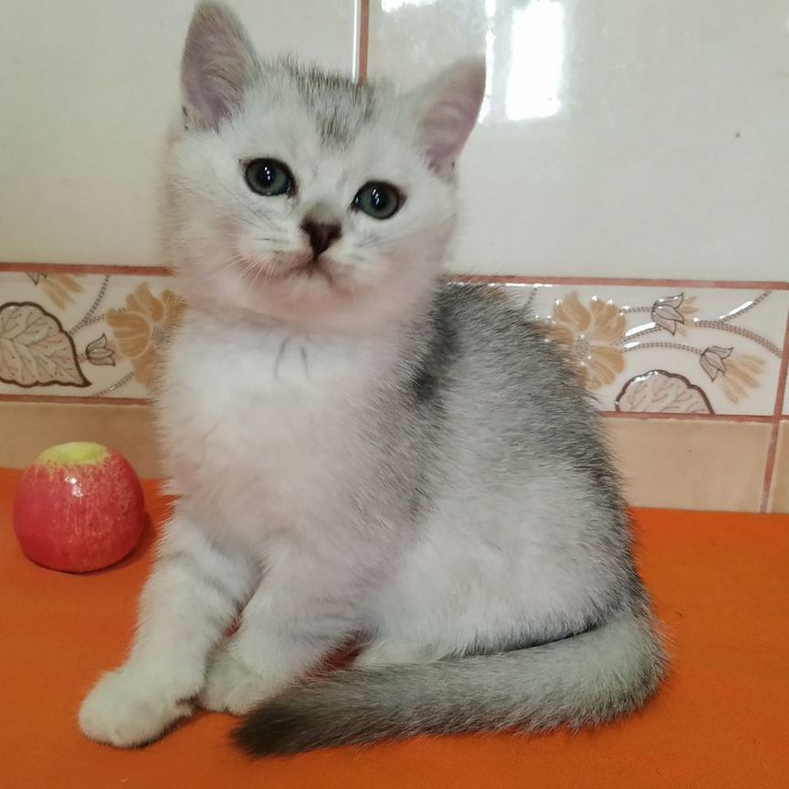 Шотландский котик