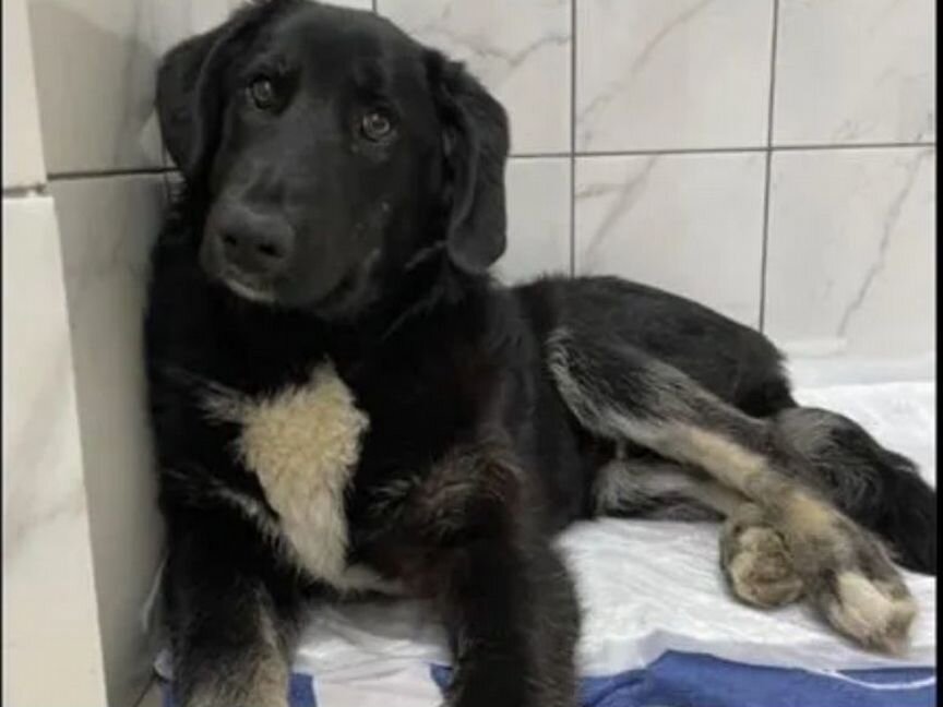 Щенок очень ищет дом