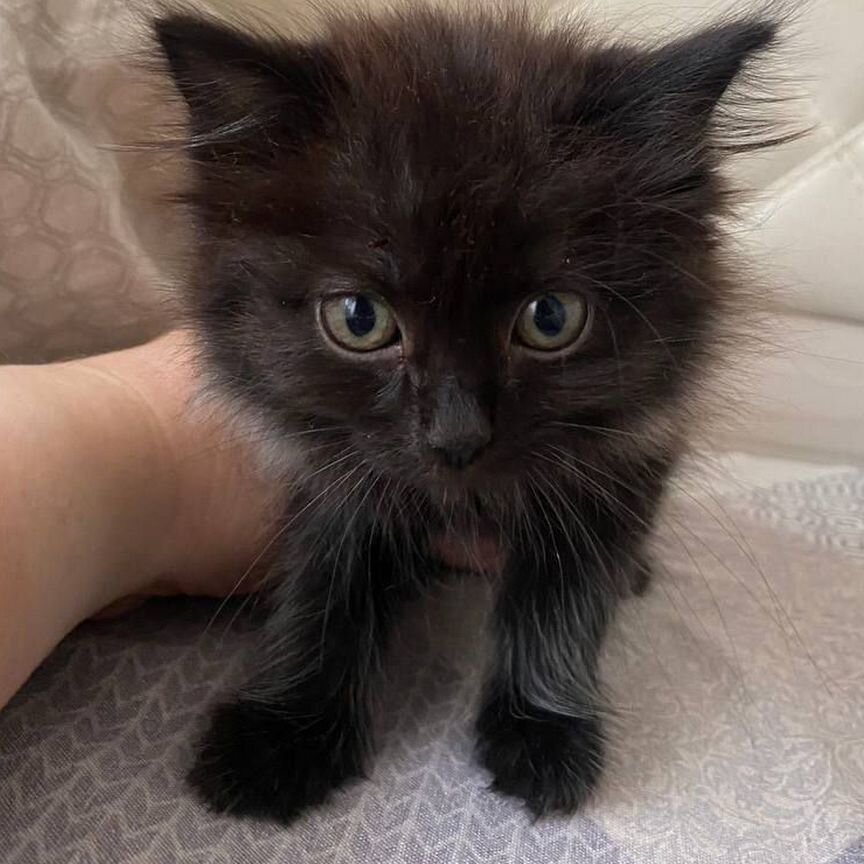 Котята