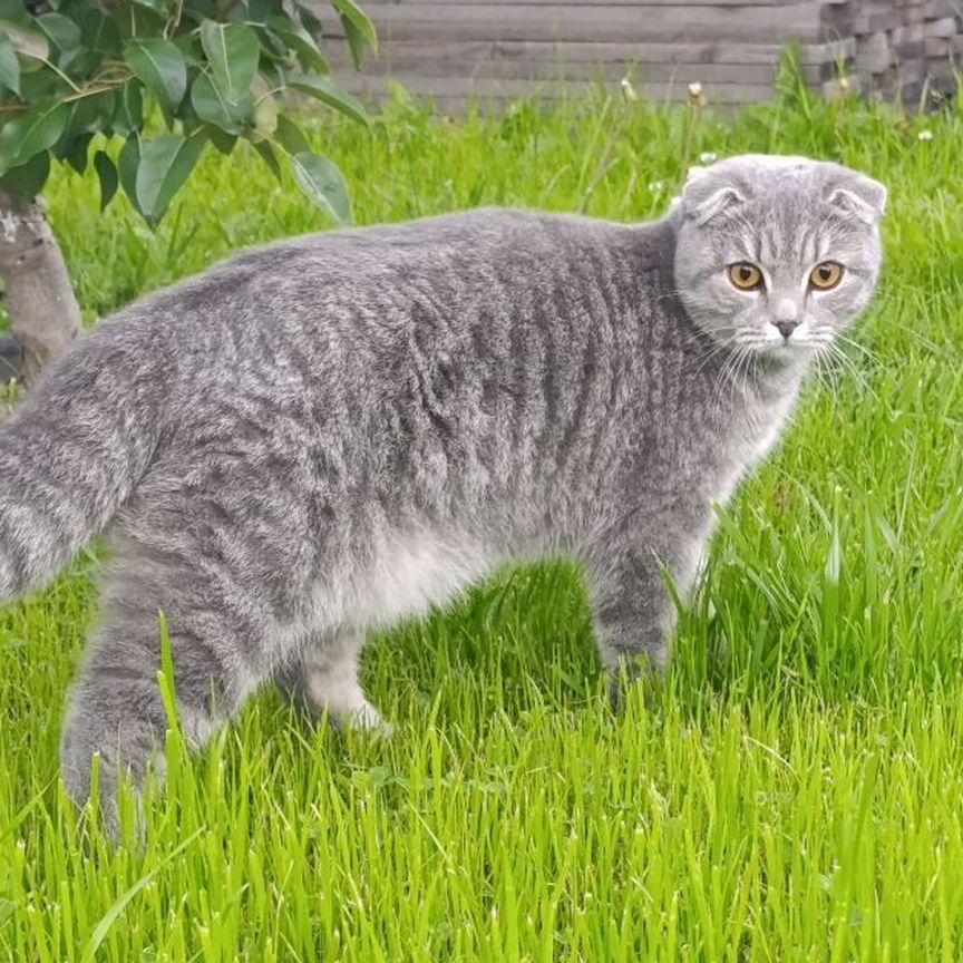 Британская короткошёрстная кошка, взрослая