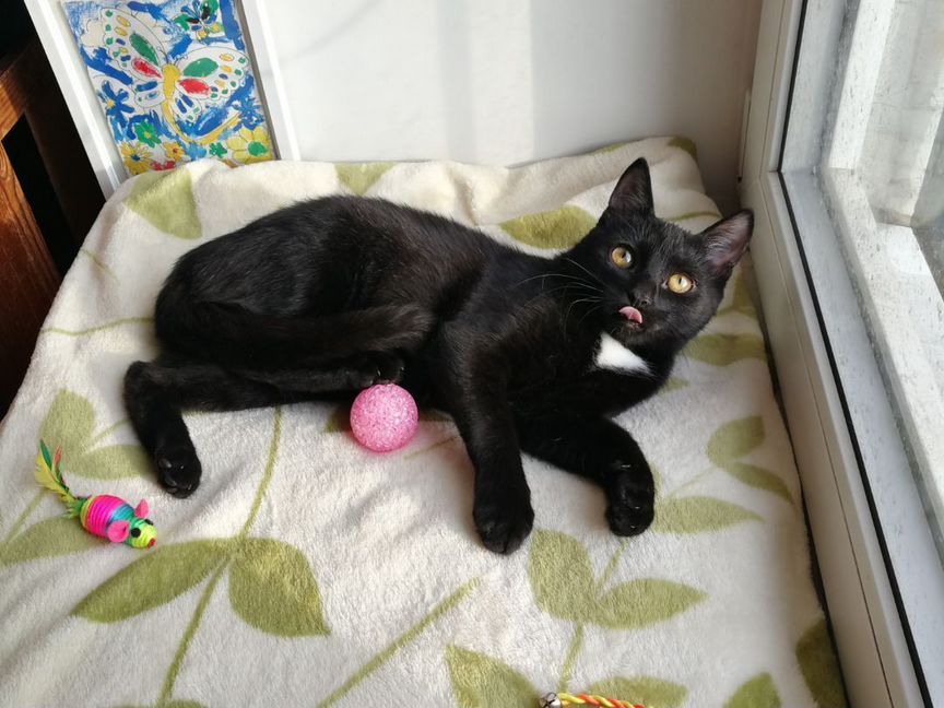 Котёнок