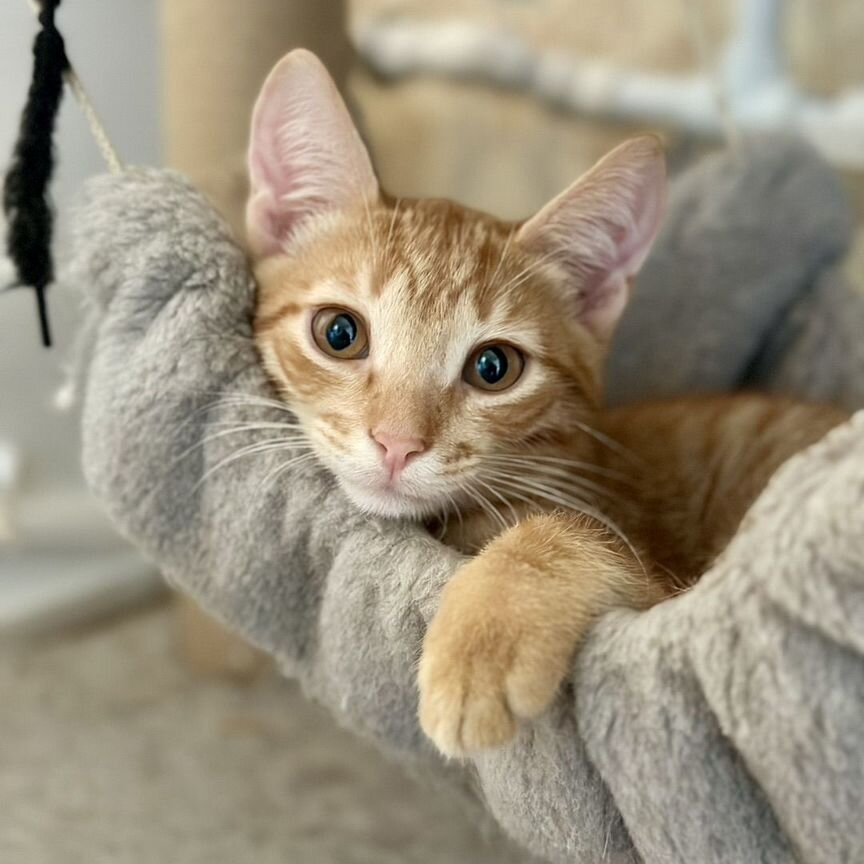 Фокс (рыжик)