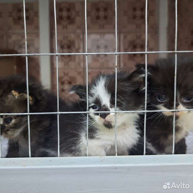 Подарим жизнь маленьким котяткам