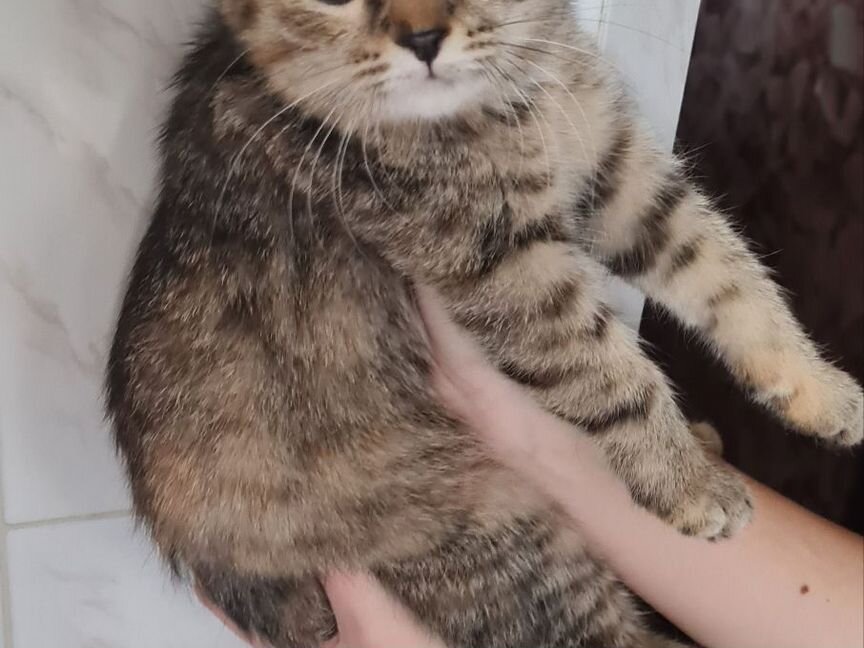 Котенок озорной