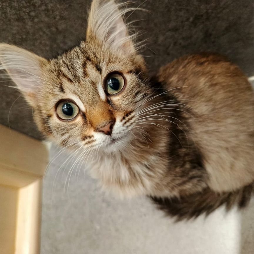 Кошка