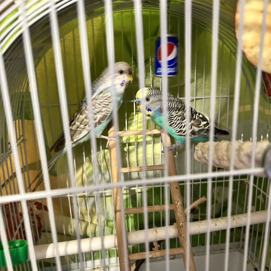 Волнистый попугай