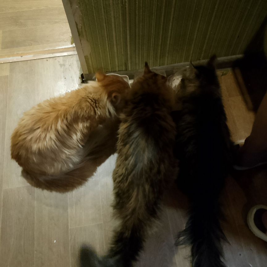 Мейн-кун котёнок