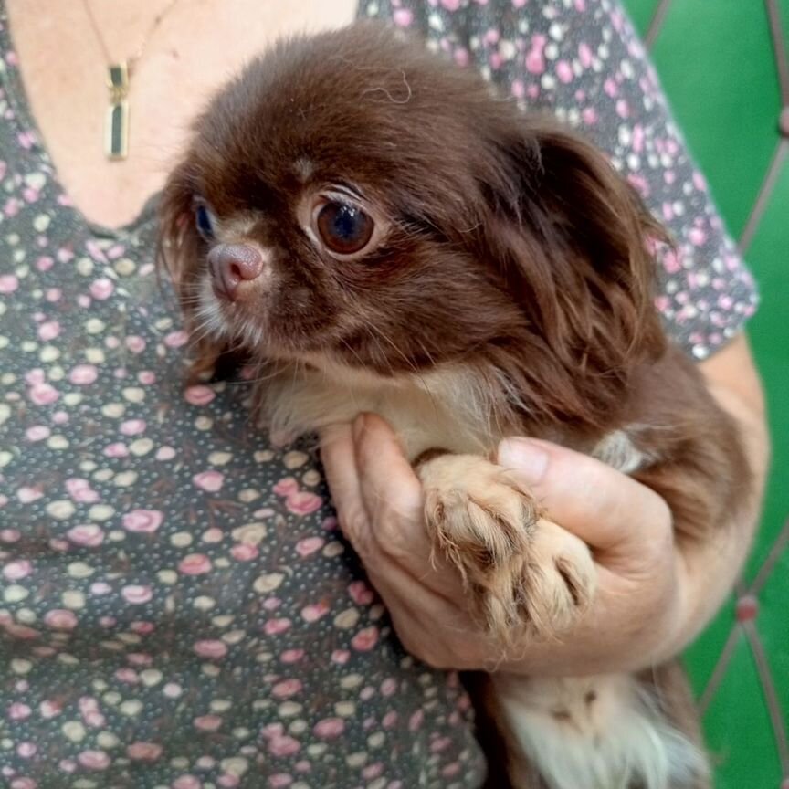 Девочка Чихуахуа дл. Ш