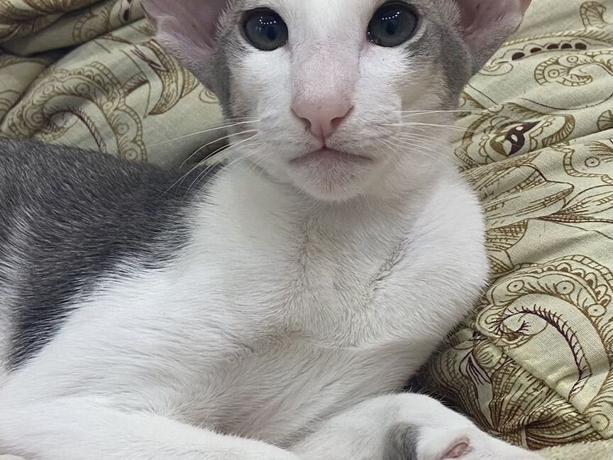 Ориентальные котята