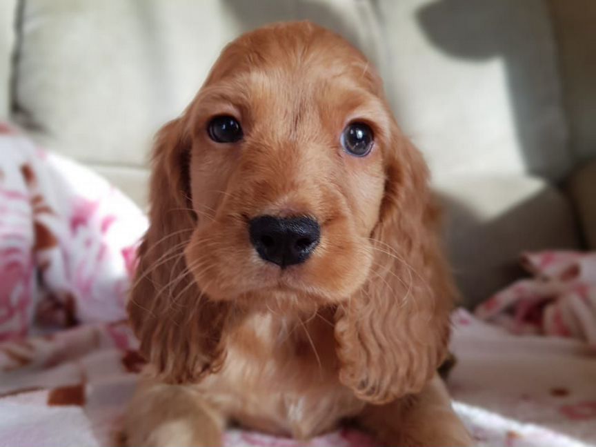 Английский кокер спаниель