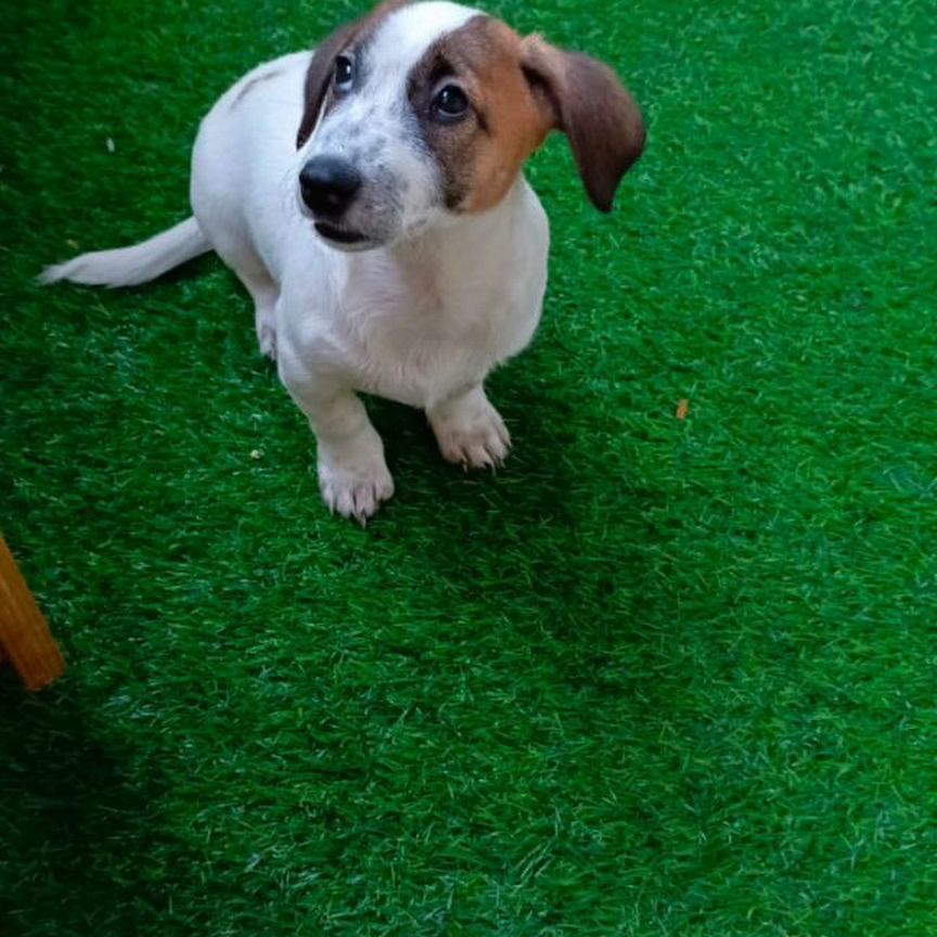 Щенки джек рассел терьер гладкошерстный