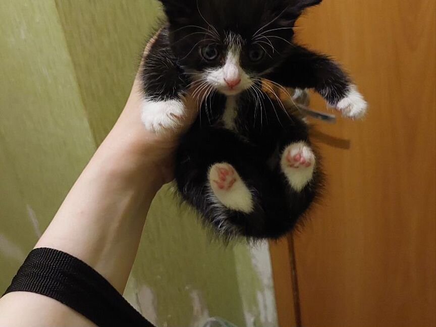 Маленький красивый котёнок Бесплатно