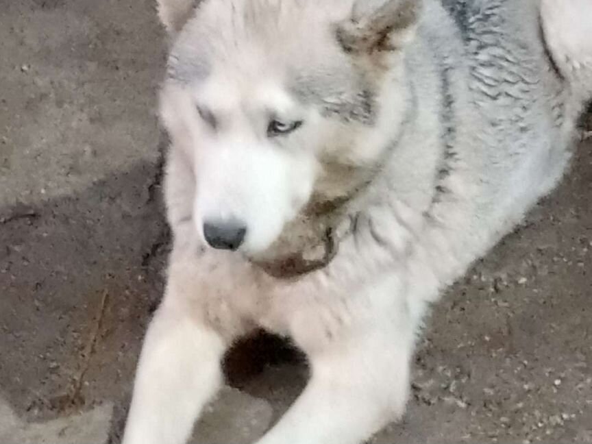 Собака хаски 8 щенков в продаже