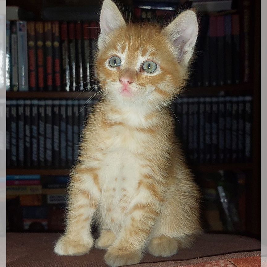 Сибирский котёнок