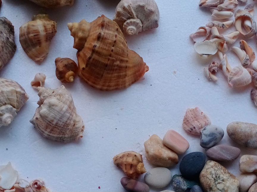 Ракушки,камушки для аквариума или поделок,пакетом