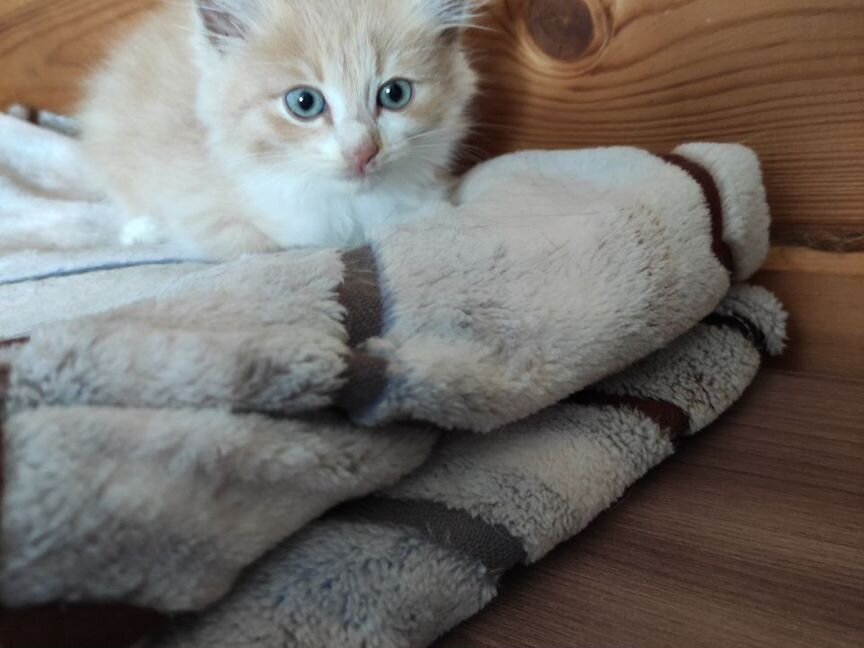 Котенок в добрые руки