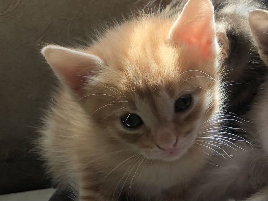 Котята рыжие бесплатно