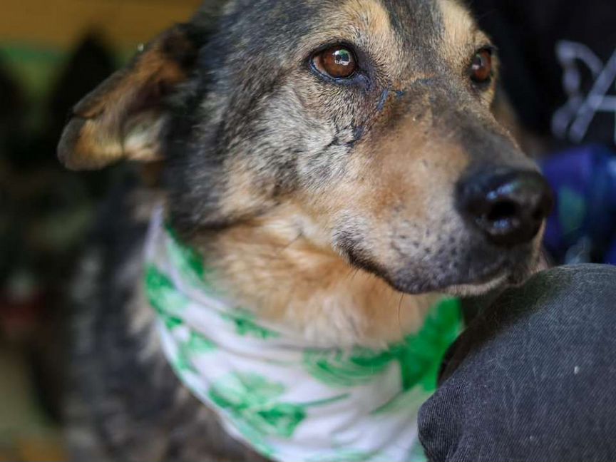 Тэд из приюта Некрасовка