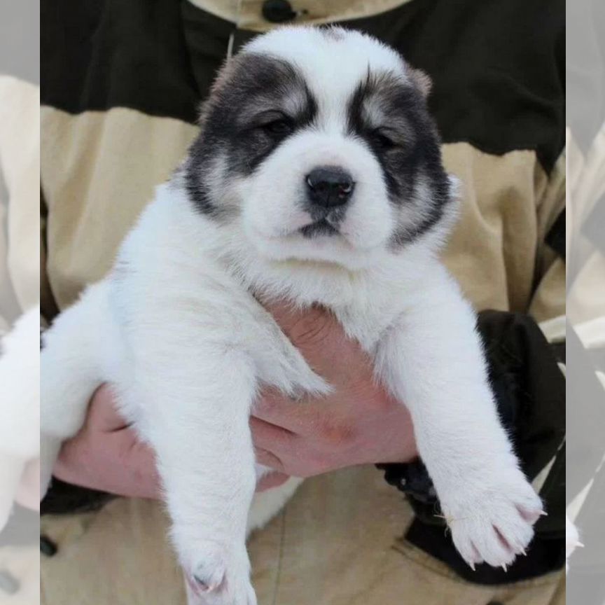 Среднеазиатская овчарка, щенок