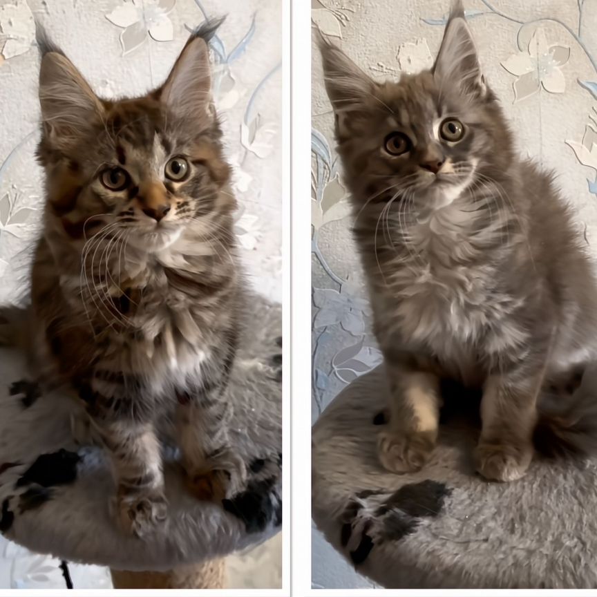 Мейн-кун котёнок