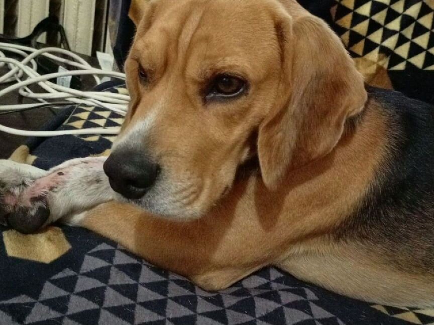 Найдена собака бигль