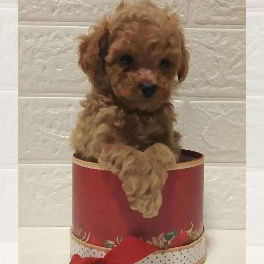 Той-пудель, щенок