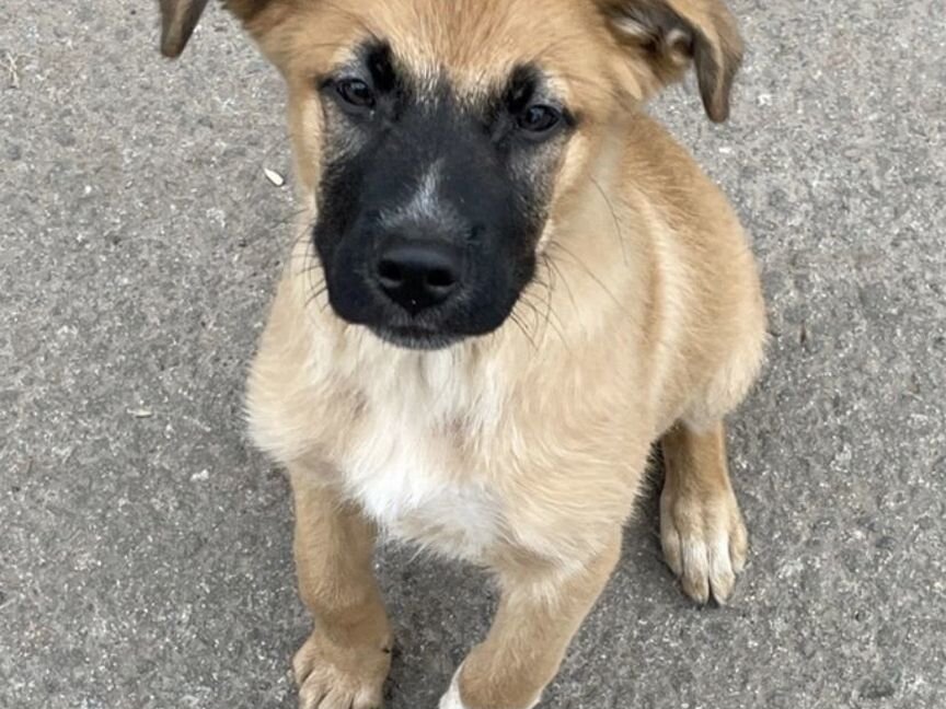 Щенок в добрые руки