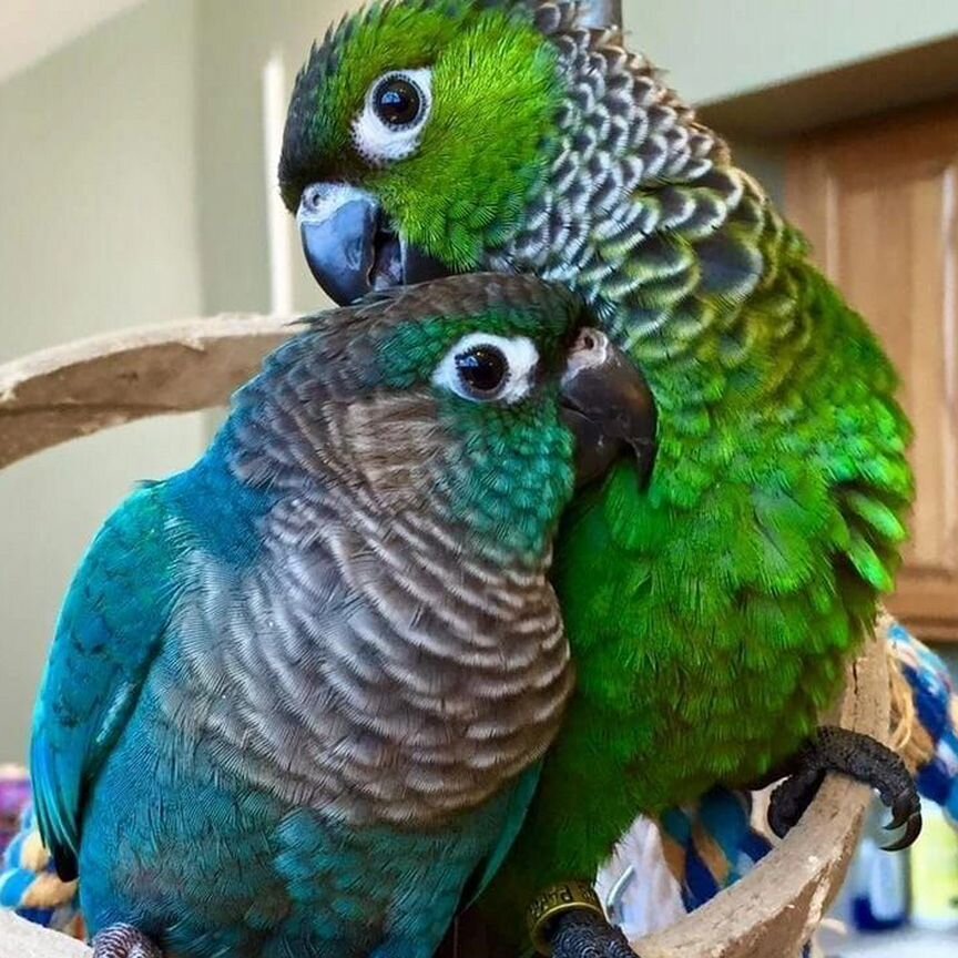 Попугай перрура