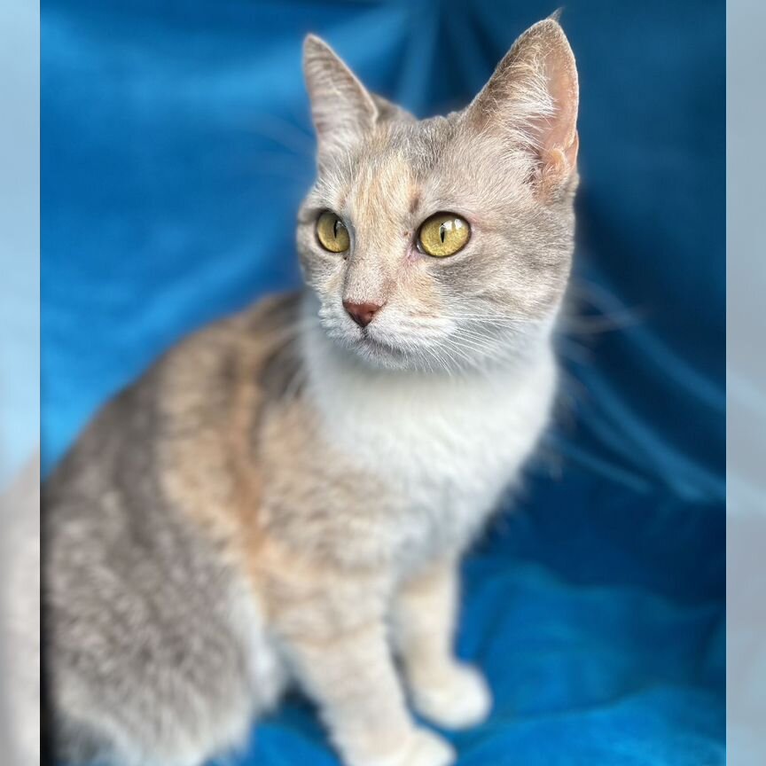 Кошечка в добрые руки