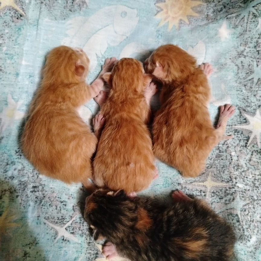 Котята в добрые руки бесплатно девочки