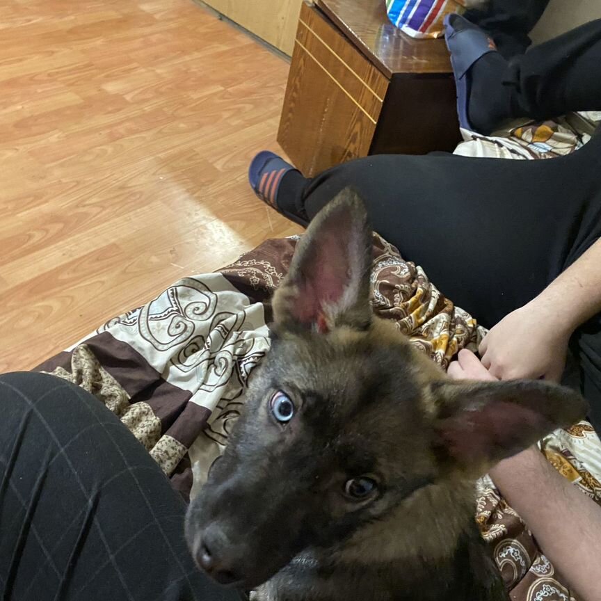 Щенок в добрые руки бесплатно